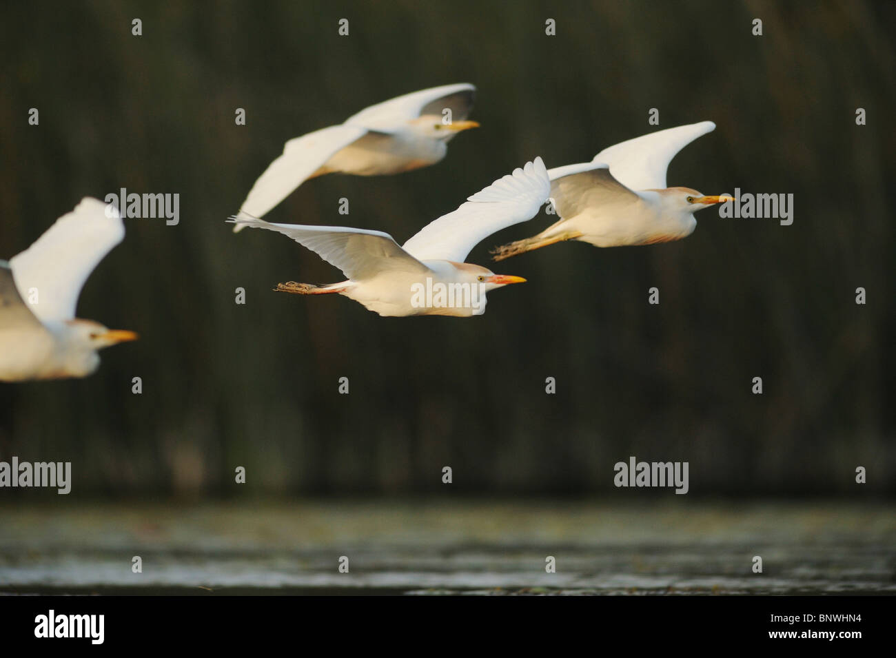 Cattle Egret (Bubulcus ibis), flock in flight, Fennessey Ranch, Refugio ...