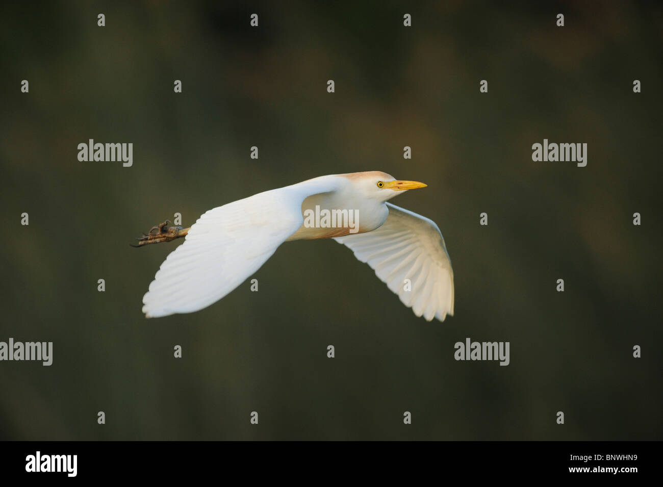 Cattle Egret (Bubulcus ibis), adult in flight, Fennessey Ranch, Refugio ...
