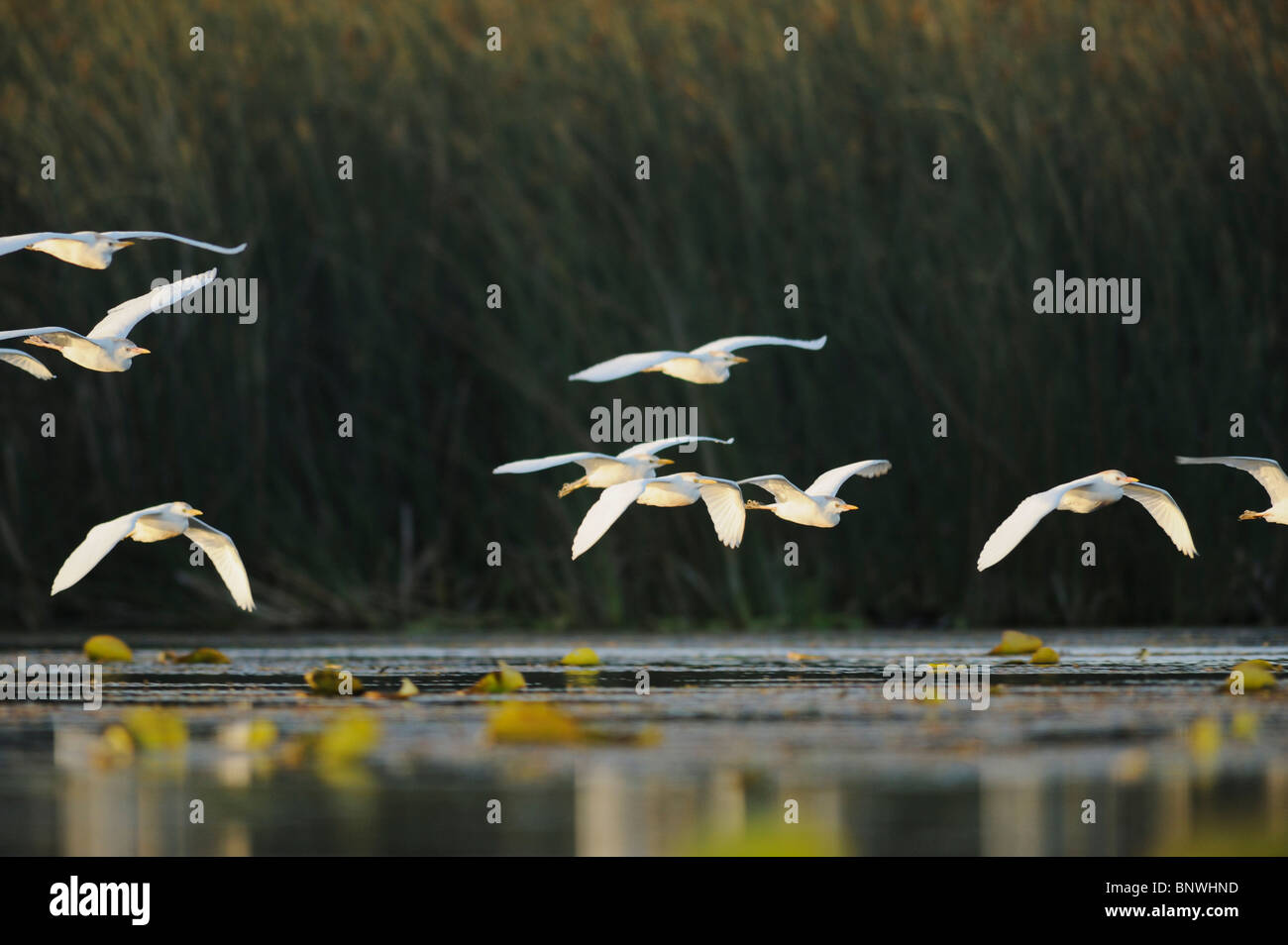 Cattle Egret (Bubulcus ibis), flock in flight, Fennessey Ranch, Refugio ...