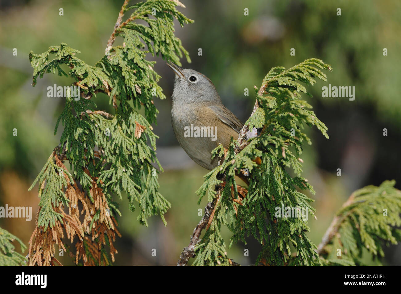 Colima Warbler (Vermivora crissalis), adult, Chisos Mountains, Big Bend ...