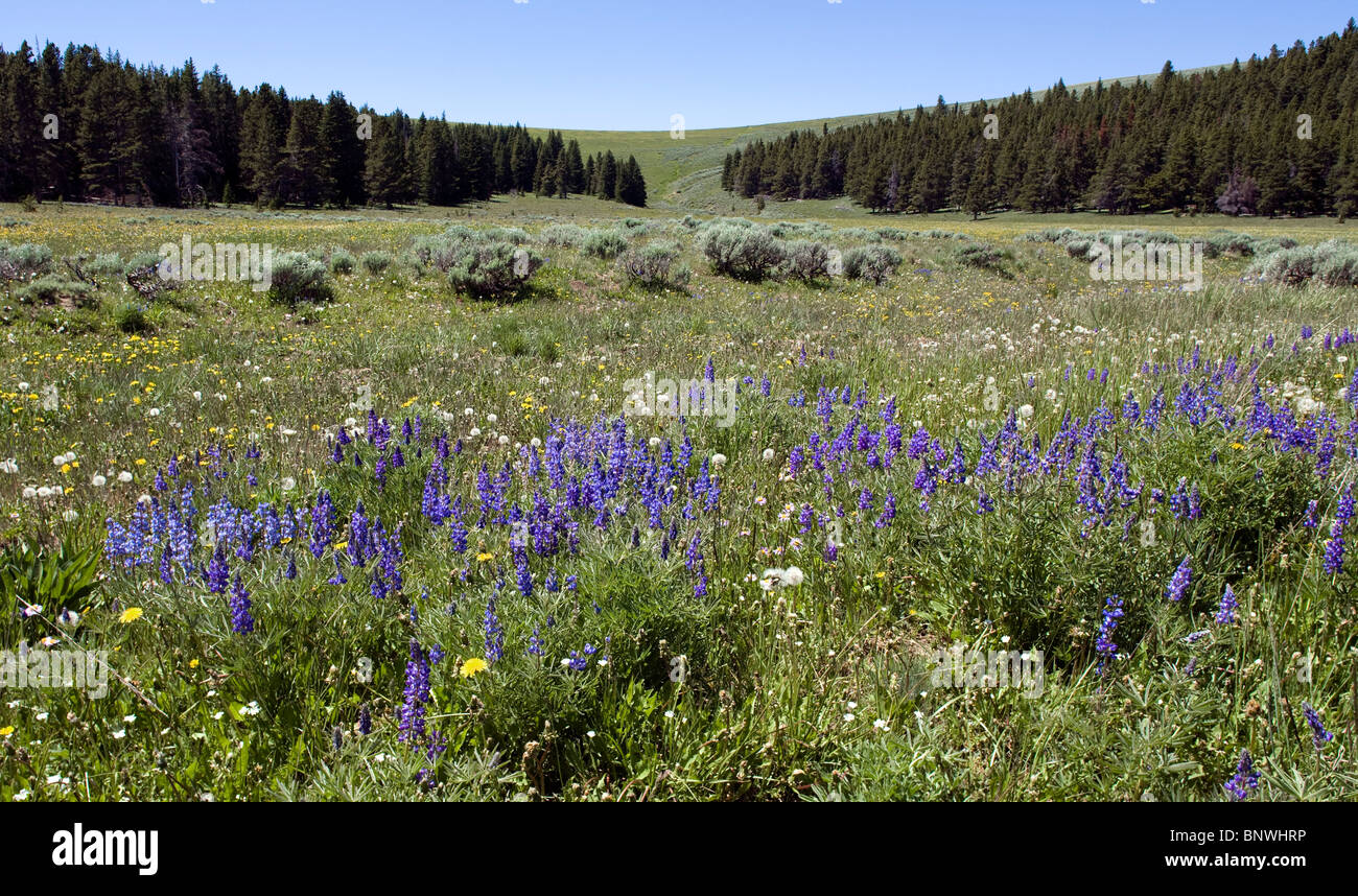 Bluebonnet lupine hi-res stock photography and images - Alamy