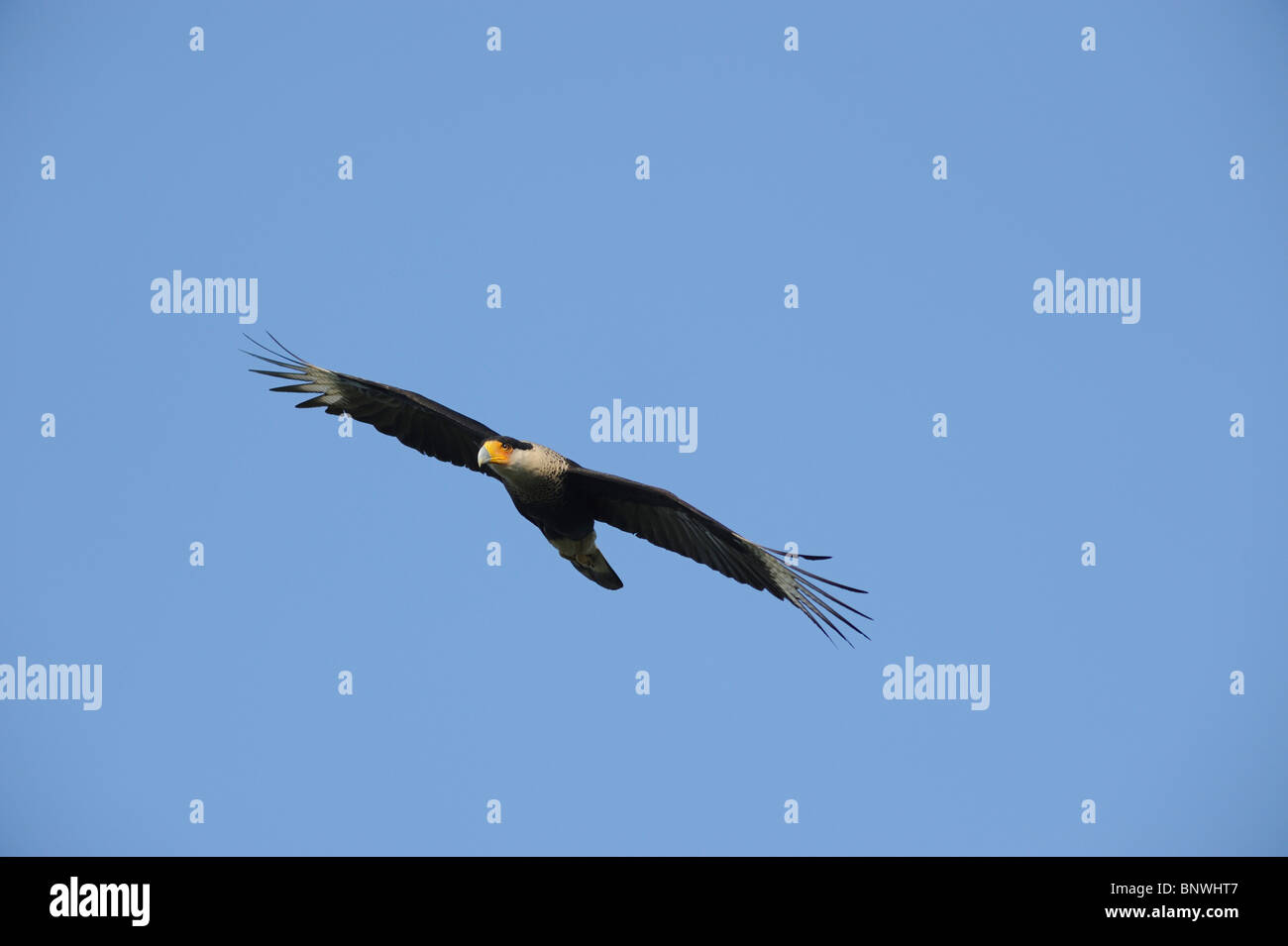Crested Caracara (Caracara plancus), adult in flight, Fennessey Ranch ...