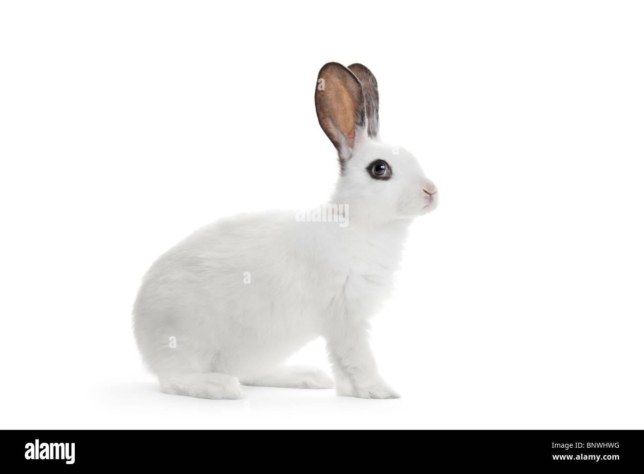 Rabbit (lagomorphs) hi-res stock photography and images - Alamy