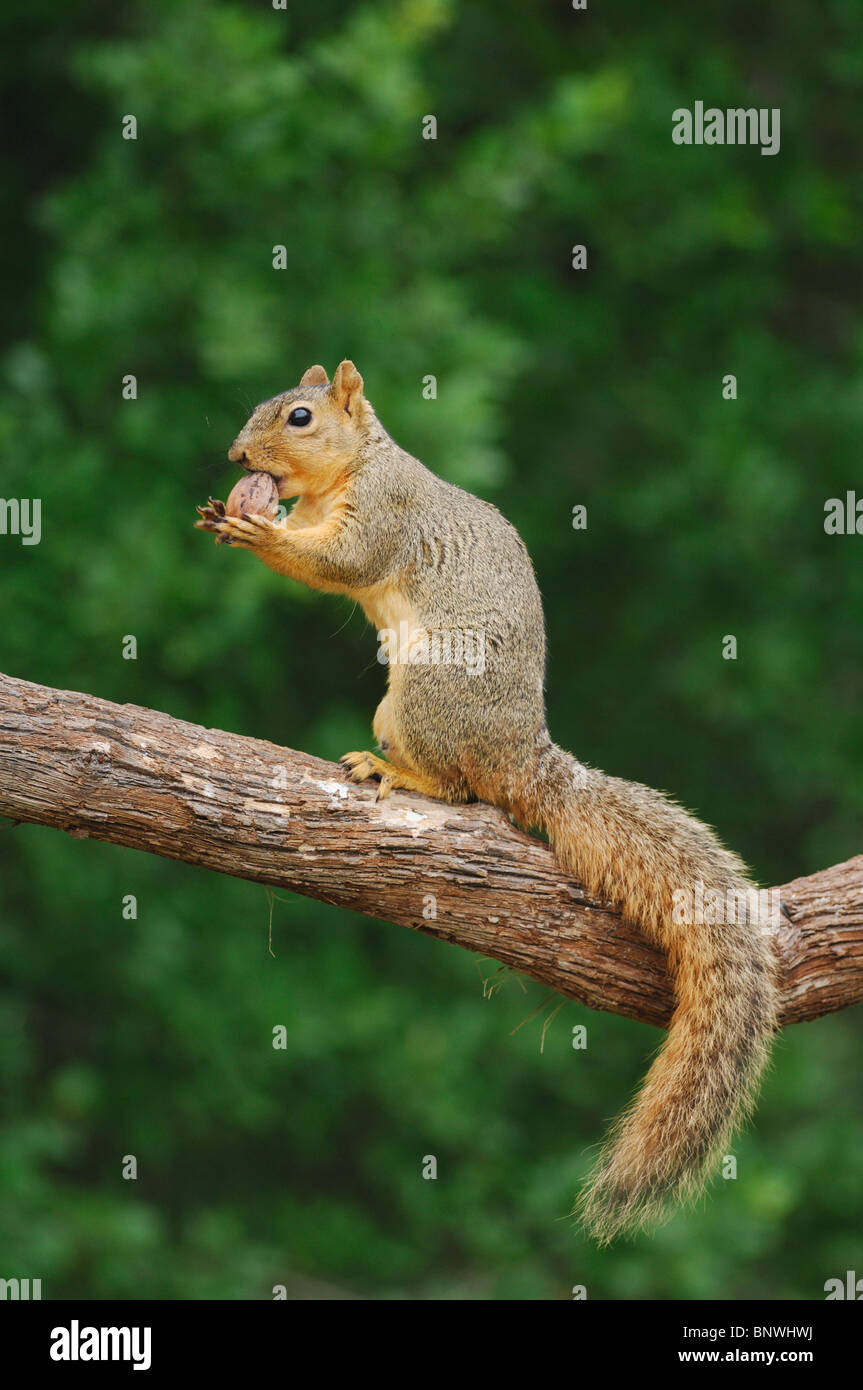 Eastern Fox Squirrels Stock Photos & Eastern Fox Squirrels Stock Images ...