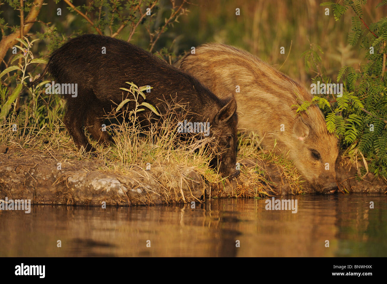 Feral Pig (Sus scrofa), young drinking from pond, Fennessey Ranch ...