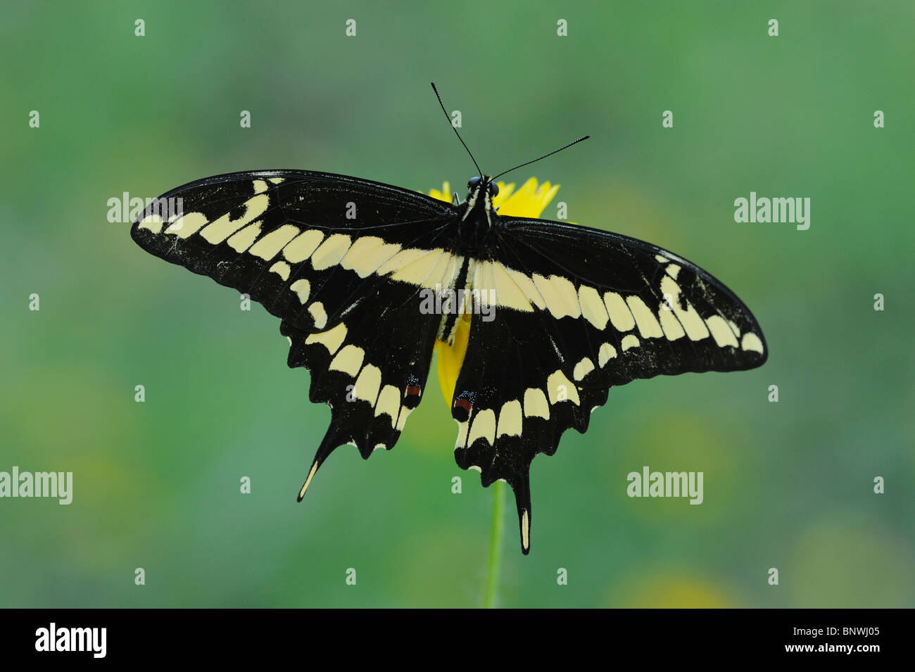 Giant Swallowtail (Papilio cresphontes), adult feeding on flower ...