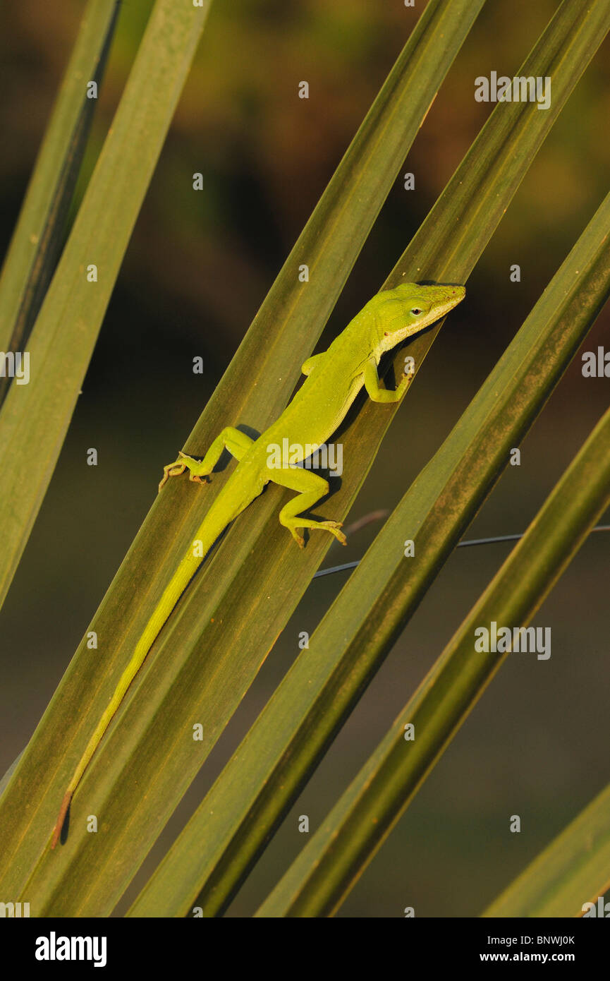 Green Anole (Anolis carolinensis), adult on palm frond, Fennessey Ranch ...