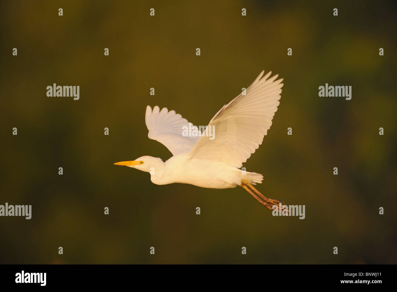 Cattle Egret (Bubulcus ibis), adult in flight, Fennessey Ranch, Refugio ...