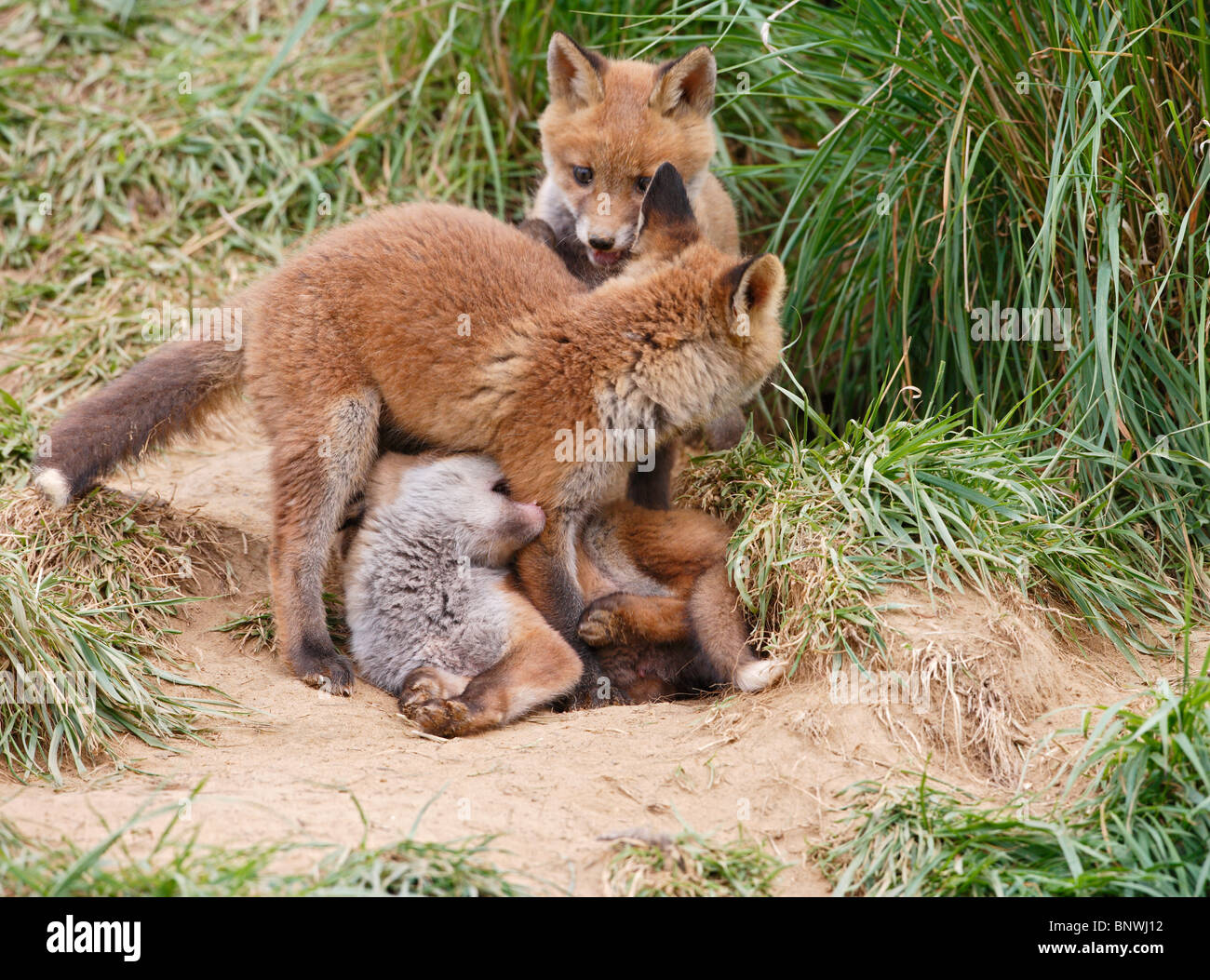 Fox earth hi-res stock photography and images - Alamy