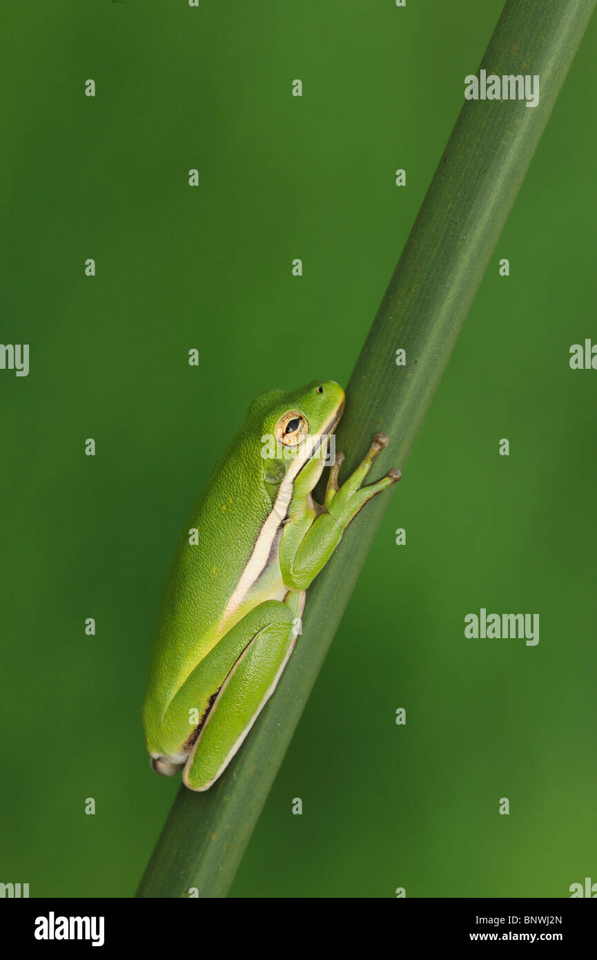 Reed frogs hi-res stock photography and images - Alamy