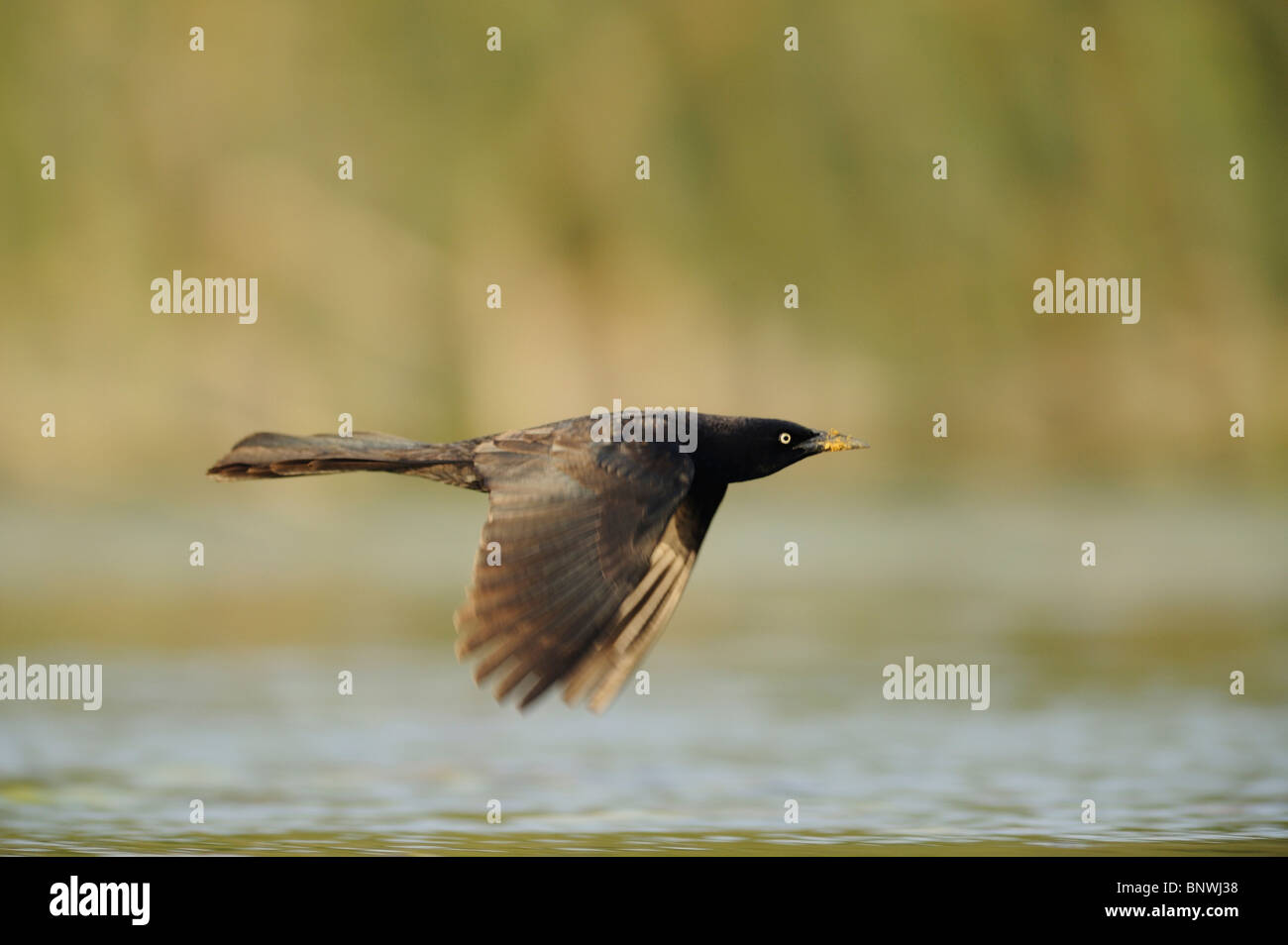 Great-tailed Grackle (Quiscalus mexicanus), male in flight, Fennessey ...