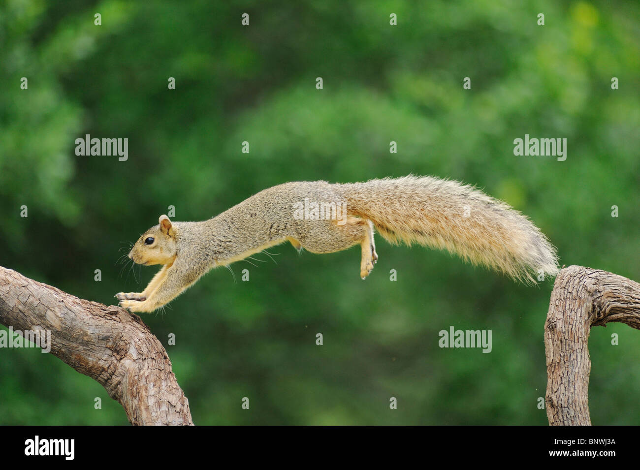 Eastern Fox Squirrel (Sciurus niger), male jumping, Fennessey Ranch ...