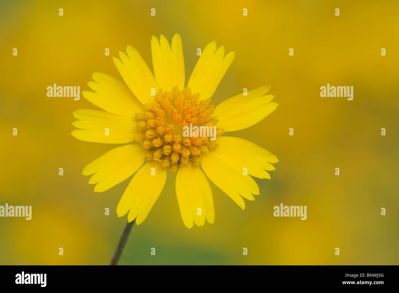 Amblyolepis setigera hi-res stock photography and images - Alamy