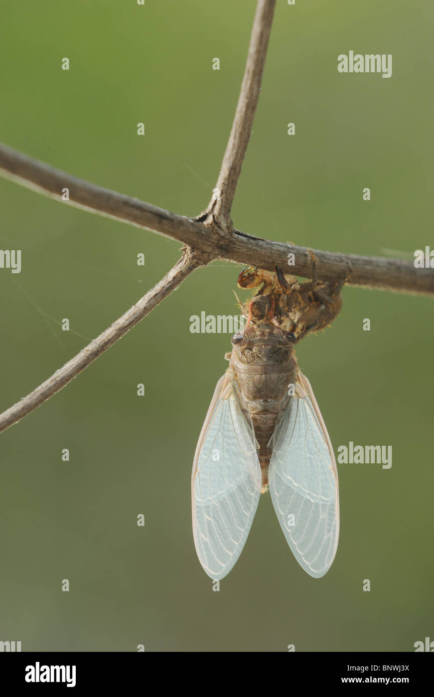 Hieroglyphic Cicada (Neocicada hieroglyphica), adult newly emerged from ...