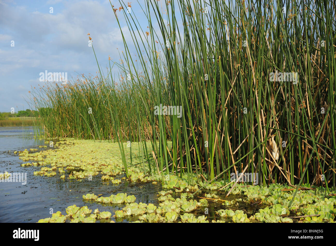 Least Bittern (Ixobrychus exilis), adult in reeds in lake habitat ...