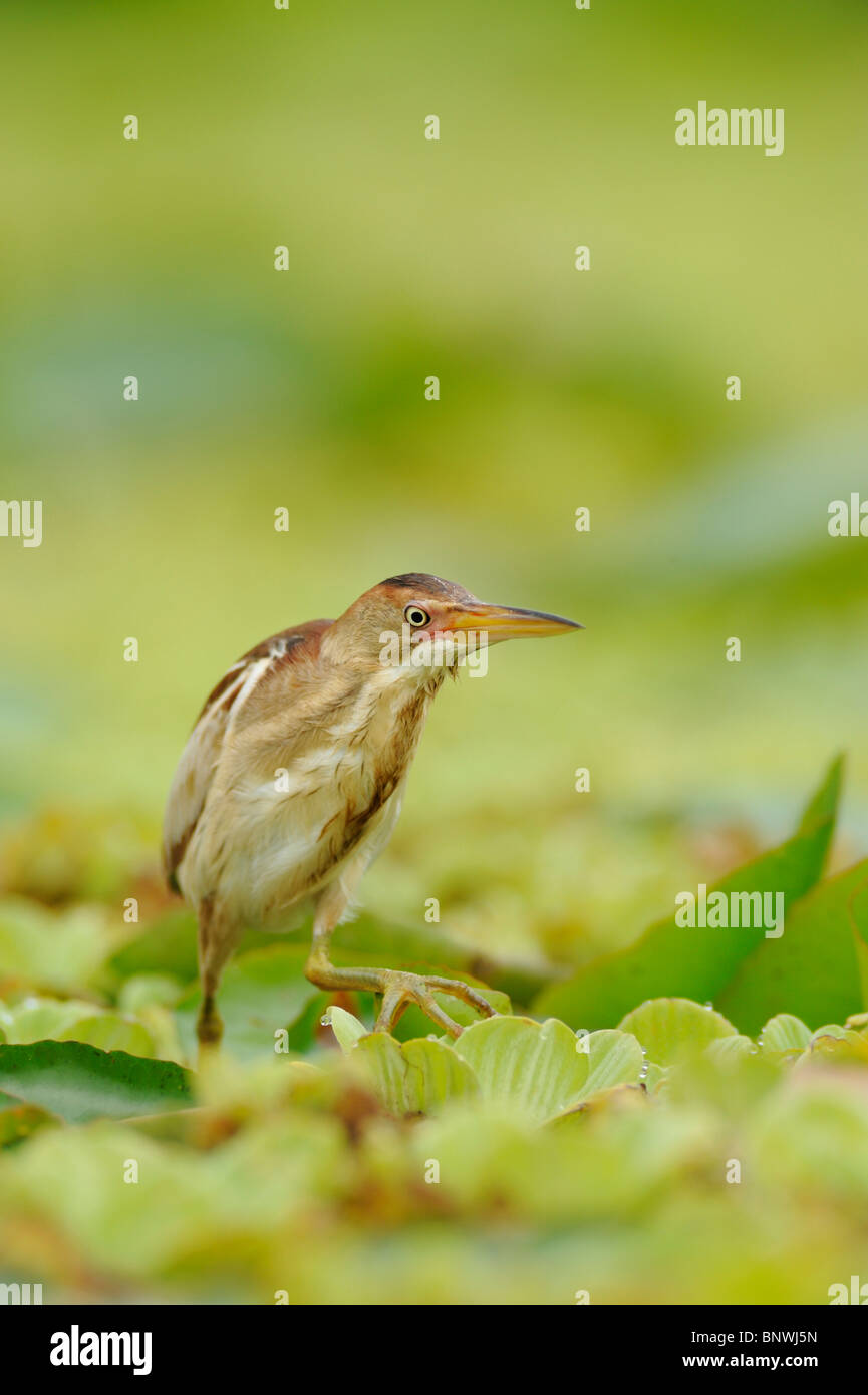 Least Bittern (Ixobrychus exilis), adult walking on water lettuce ...