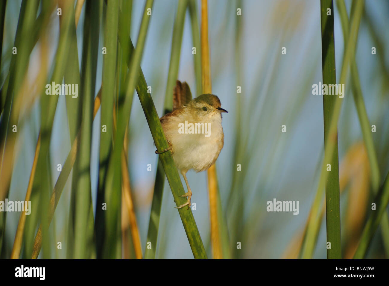 Marsh Wren (Cistothorus palustris), adult in reeds, Fennessey Ranch ...