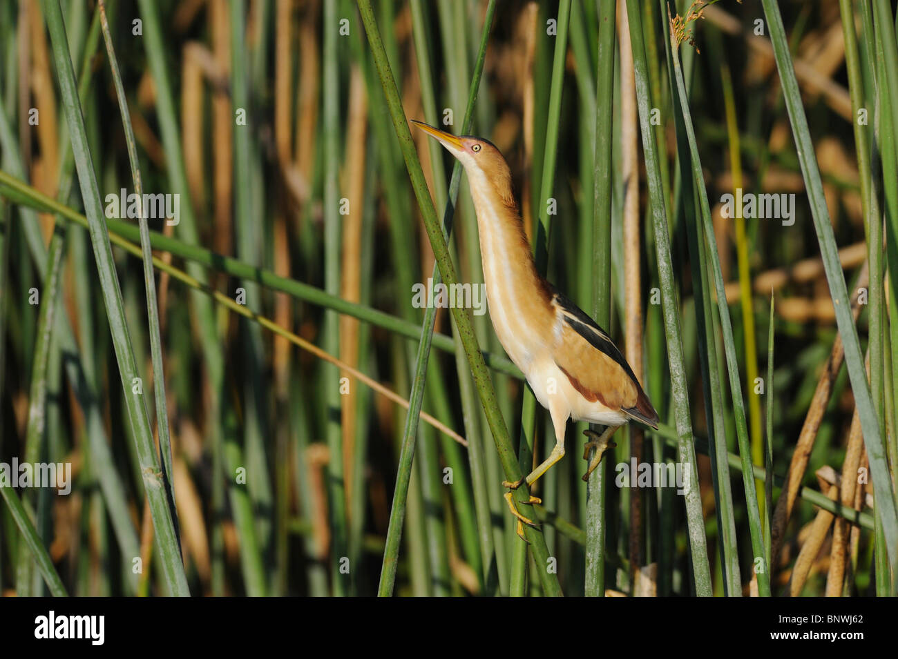 Least bittern ixobrychus exilis adult hi-res stock photography and ...