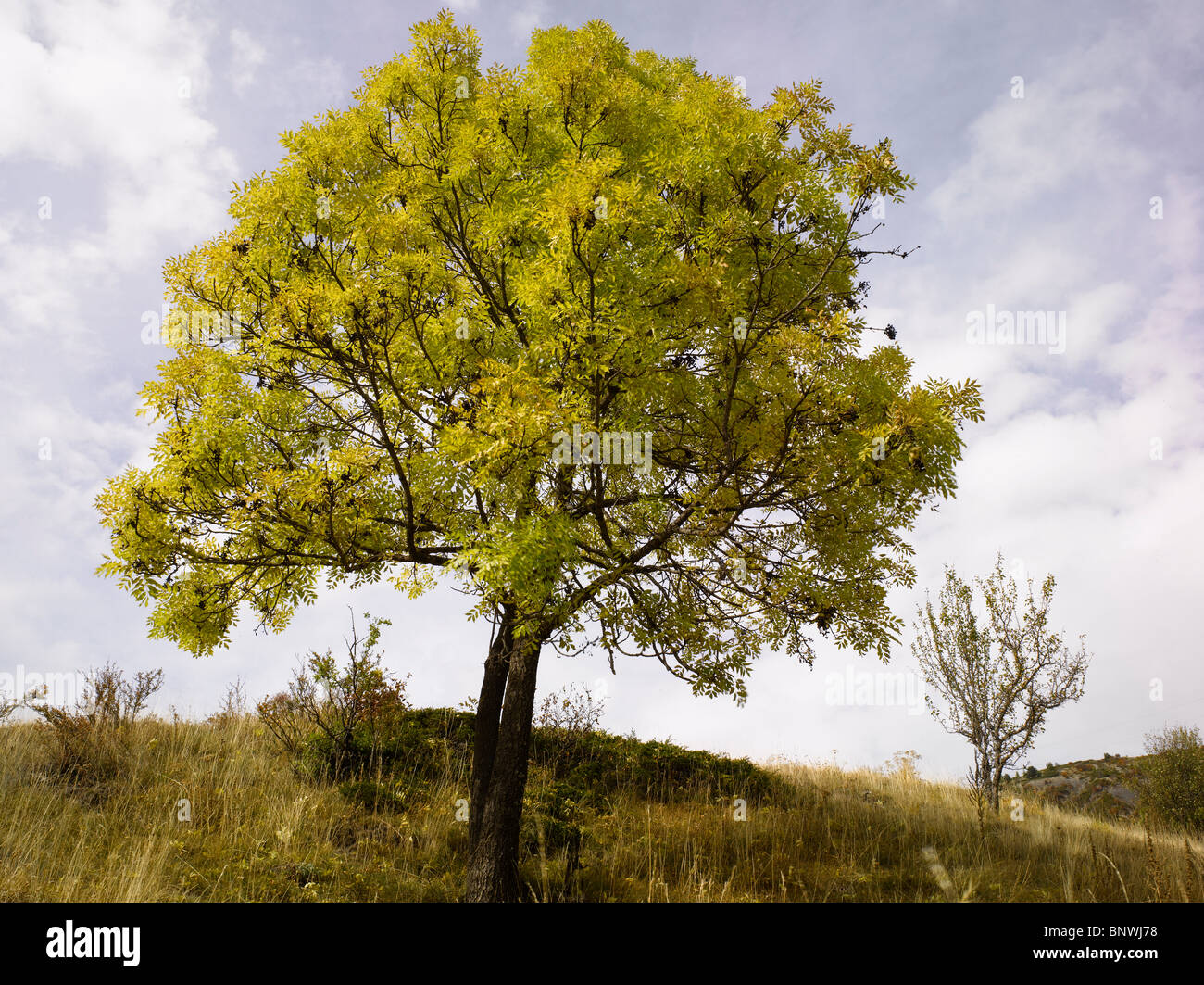 France, ALpes de Haute Provence; autumn in "La vallee de la Blanche ...