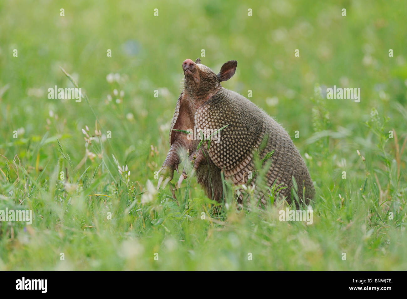 Nine-banded Armadillo (Dasypus novemcinctus), adult standing up ...