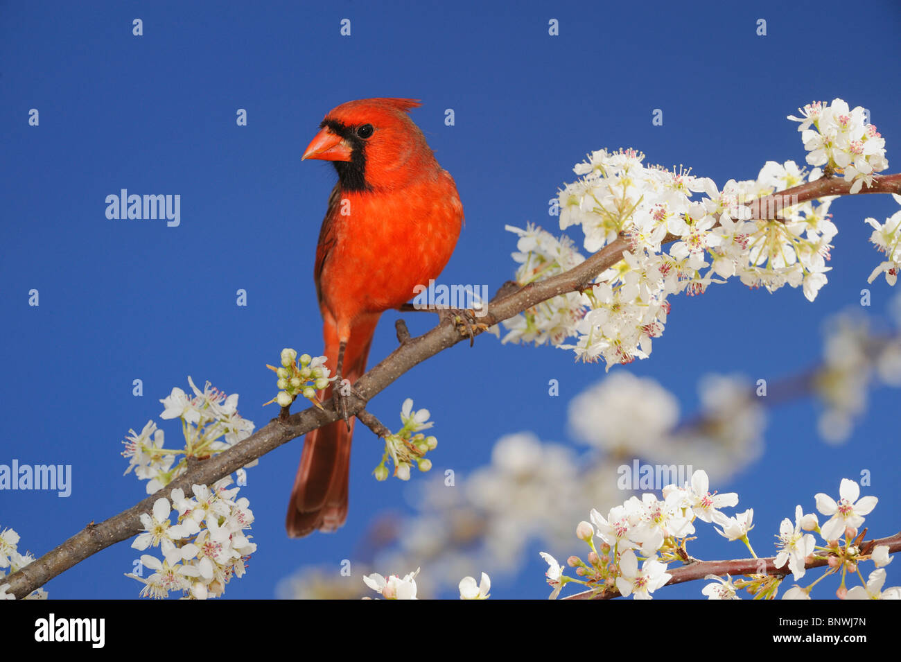 Northern Cardinal (Cardinalis cardinalis), adult male on blooming ...