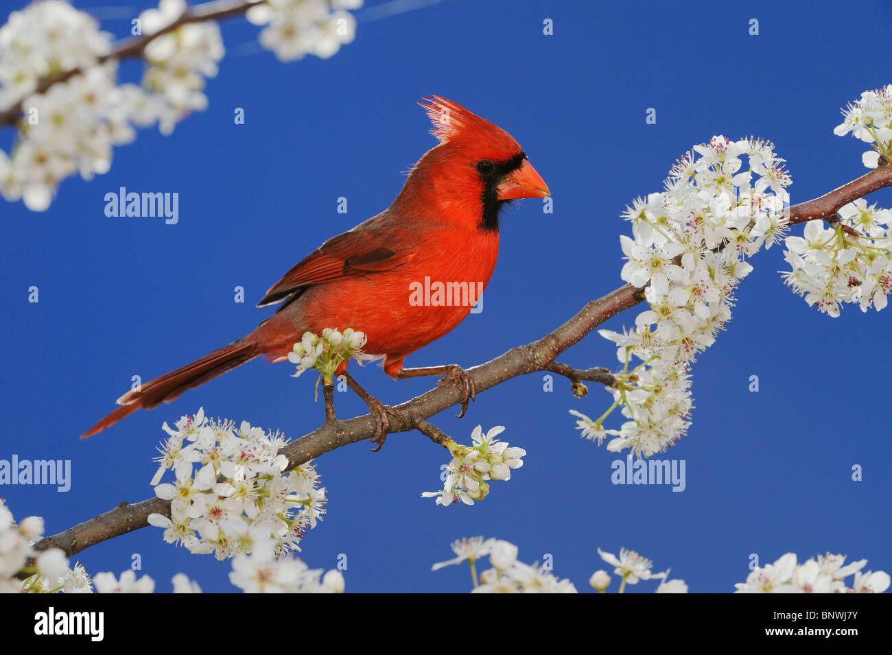 Northern Cardinal (Cardinalis cardinalis), adult male on blooming ...