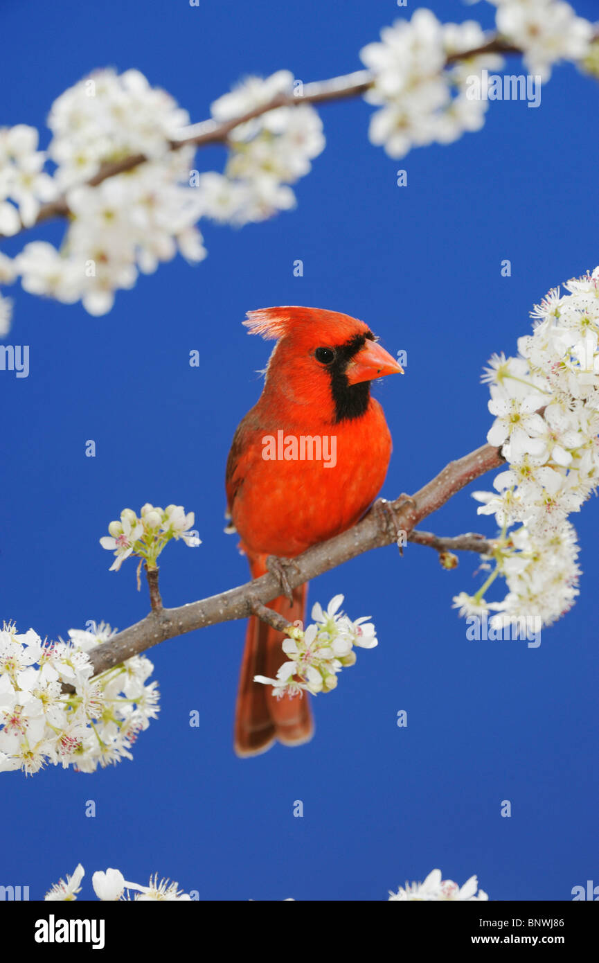 Northern Cardinal (Cardinalis cardinalis), adult male on blooming ...
