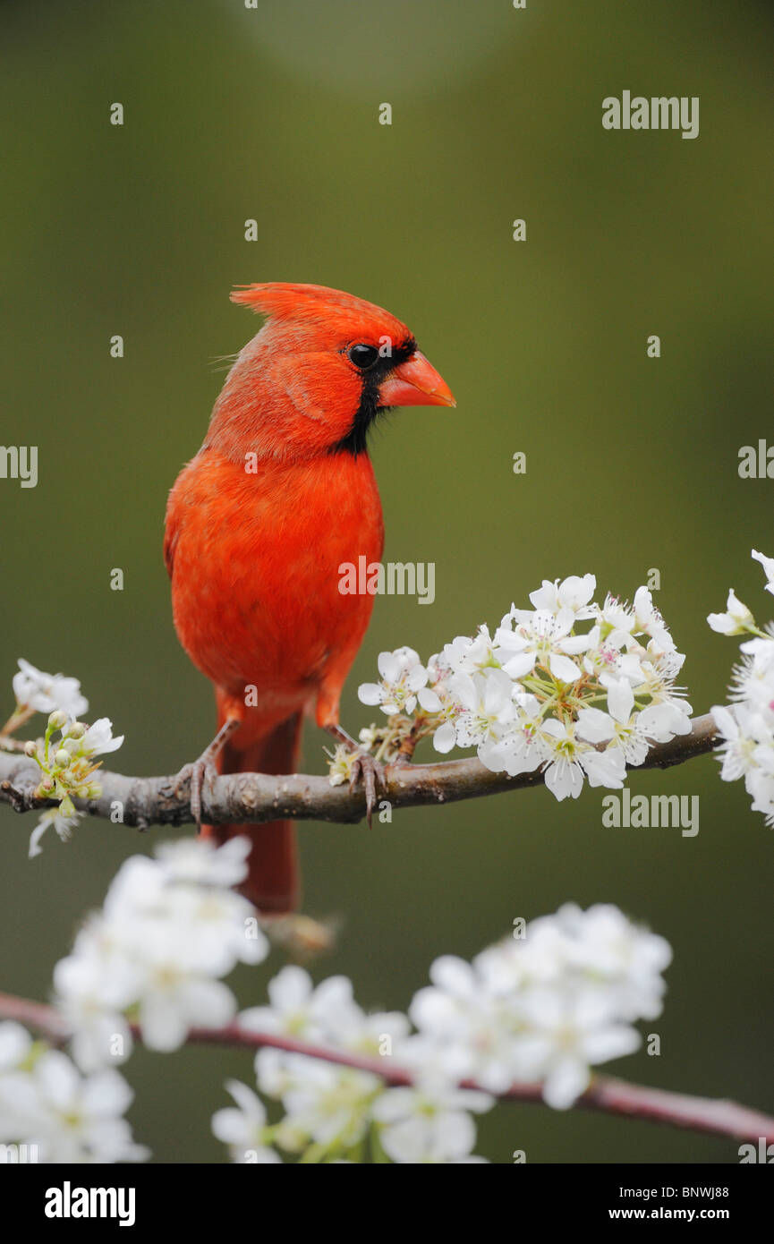 Northern Cardinal (Cardinalis cardinalis), adult male on blooming ...