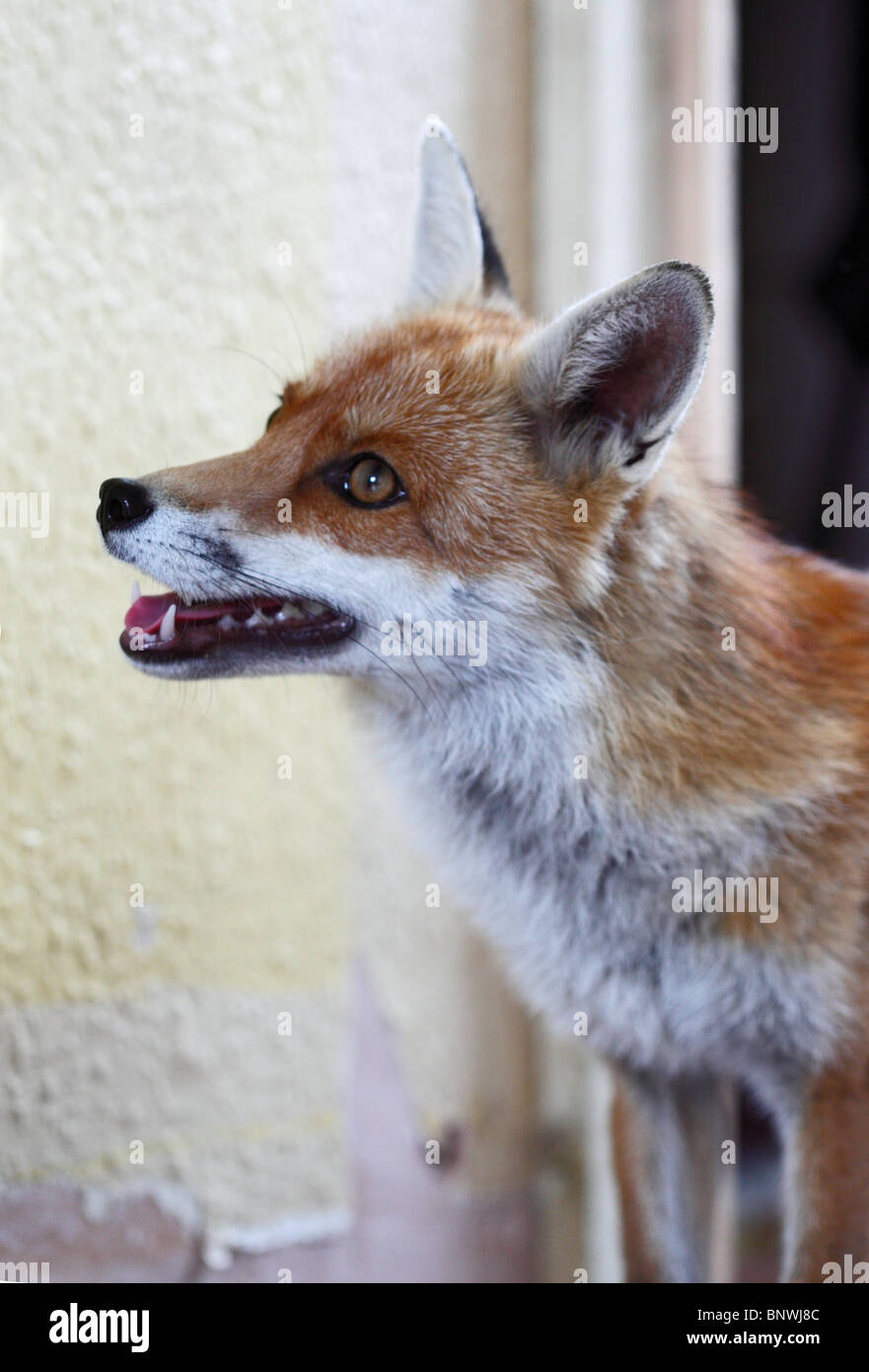 Red fox (Vulpes vulpes) vixen in house Stock Photo - Alamy