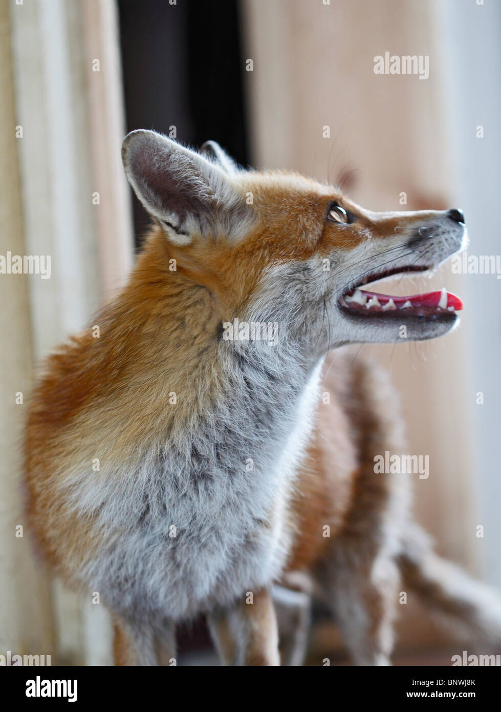Fox house hi-res stock photography and images - Alamy