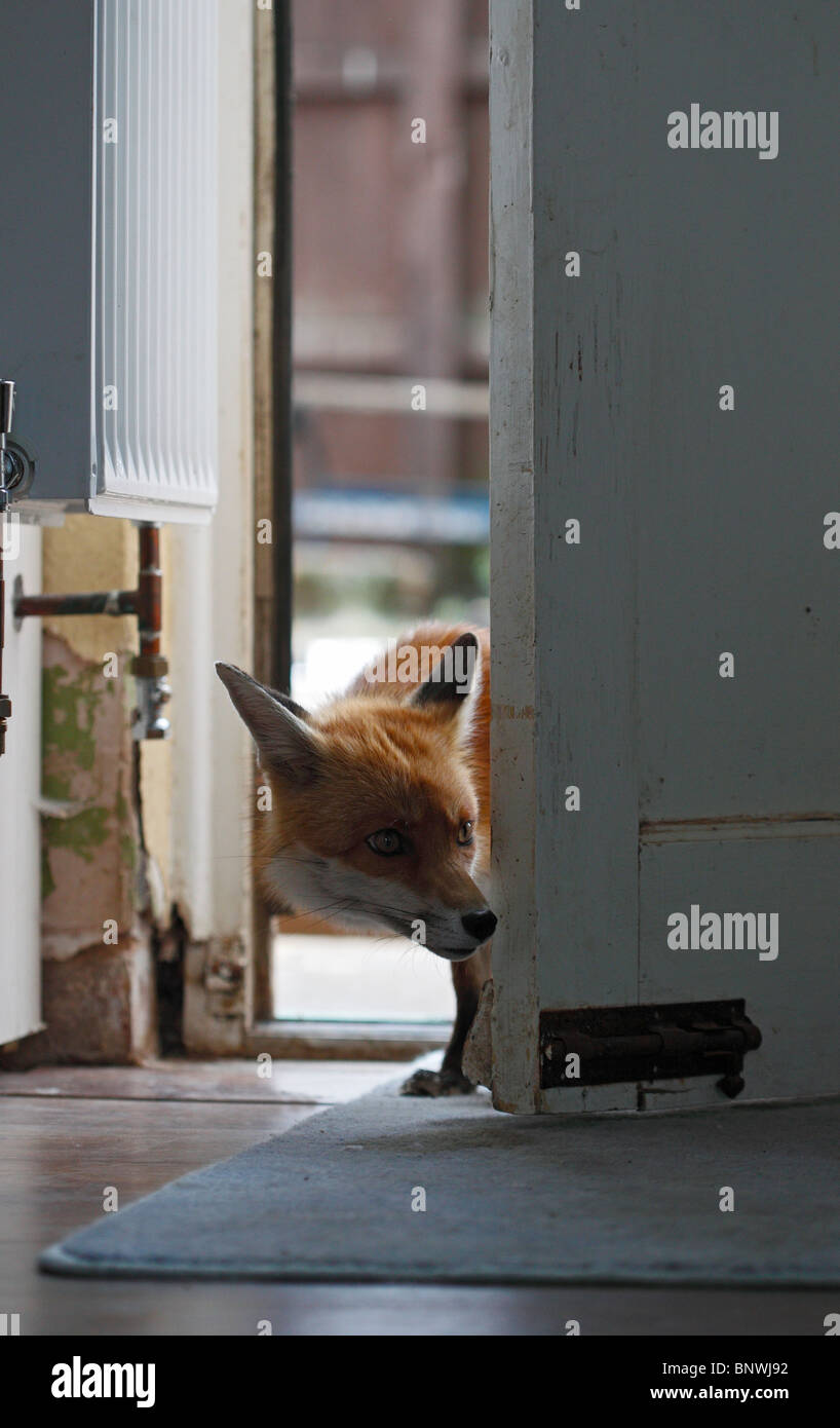 Back door hi-res stock photography and images - Alamy