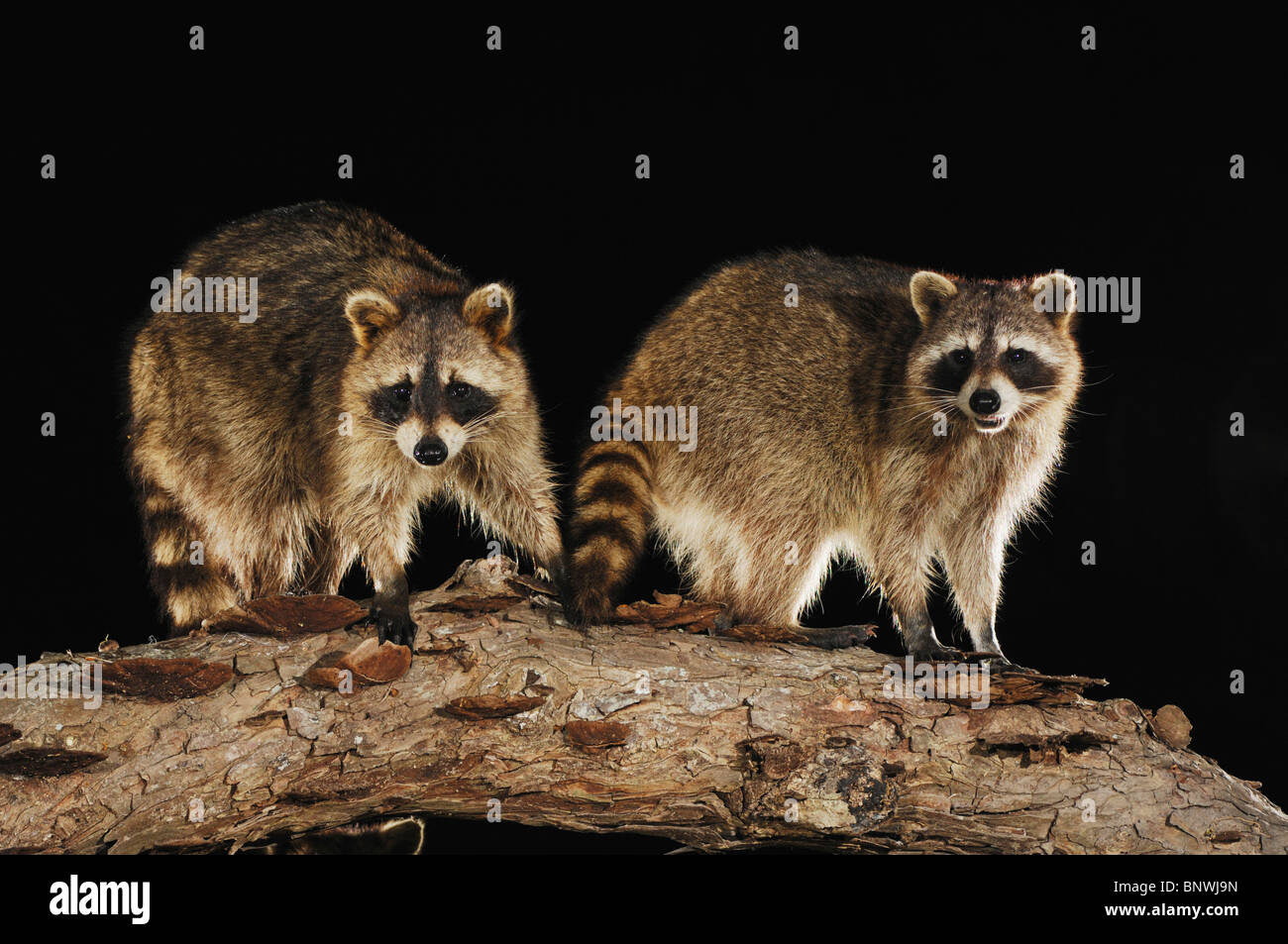 Northern Raccoon (Procyon lotor), adults on log, Fennessey Ranch ...