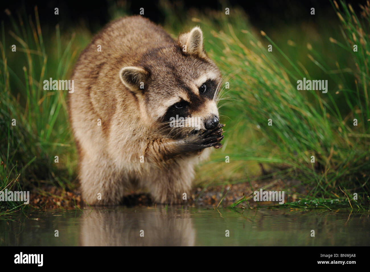 Northern Raccoon (Procyon lotor), adult at night feeding in wetland ...
