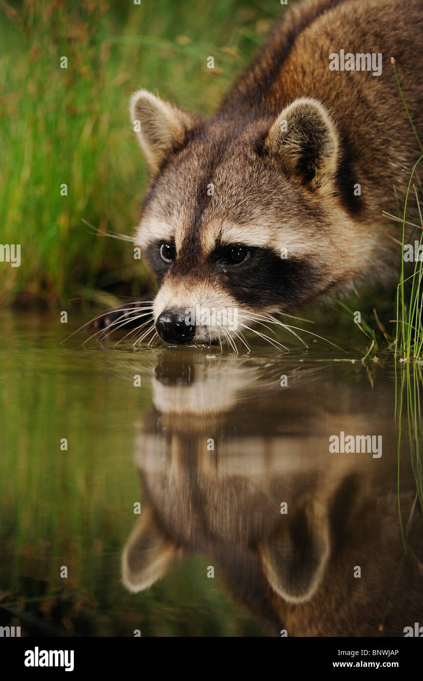 Northern Raccoon (Procyon lotor), adult at night drinking from wetland ...