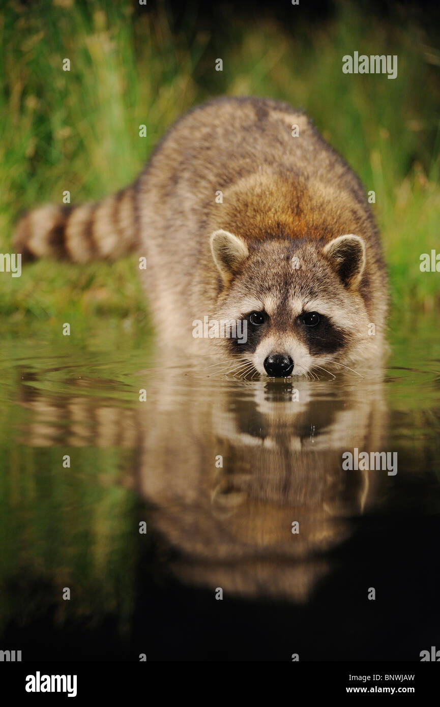 Raccoon night hi-res stock photography and images - Alamy