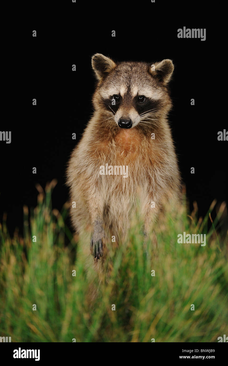 Northern Raccoon (Procyon lotor), adult at night standing on hind legs ...