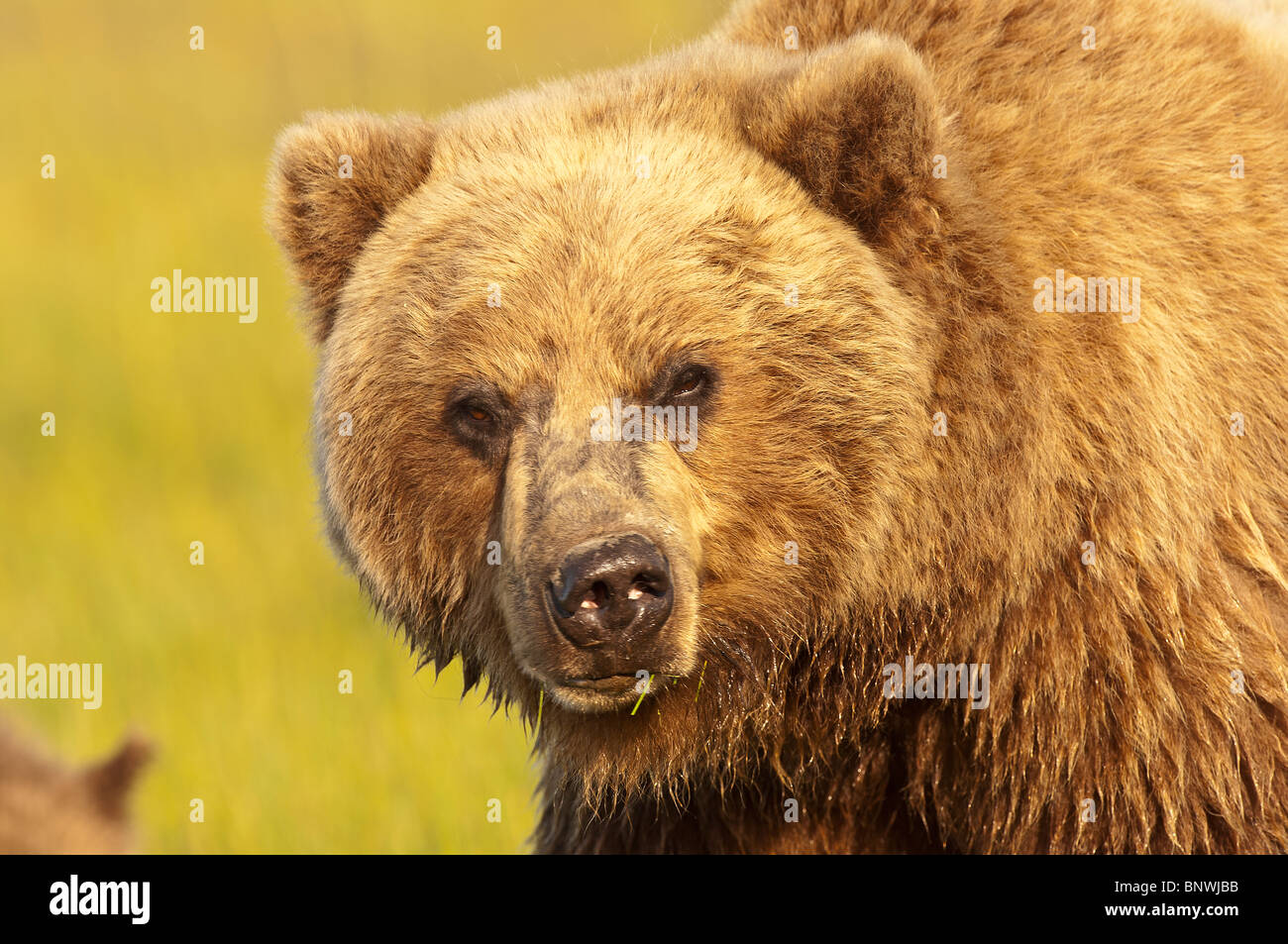 Golden_bear hi-res stock photography and images - Alamy