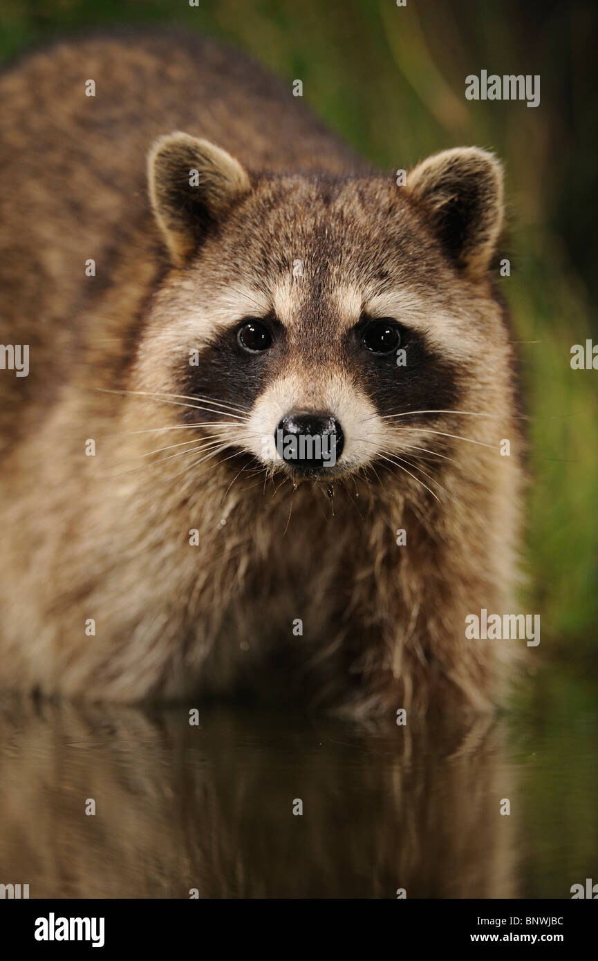 Northern Raccoon (Procyon lotor), adult at night drinking from wetland ...