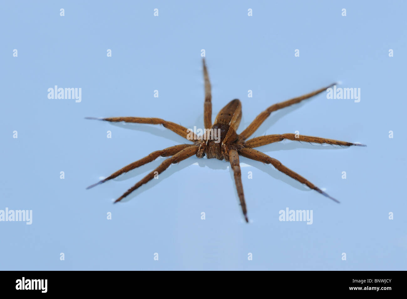 Nursery Web Spider (Pisaurina sp.), adult on water surface, Fennessey ...