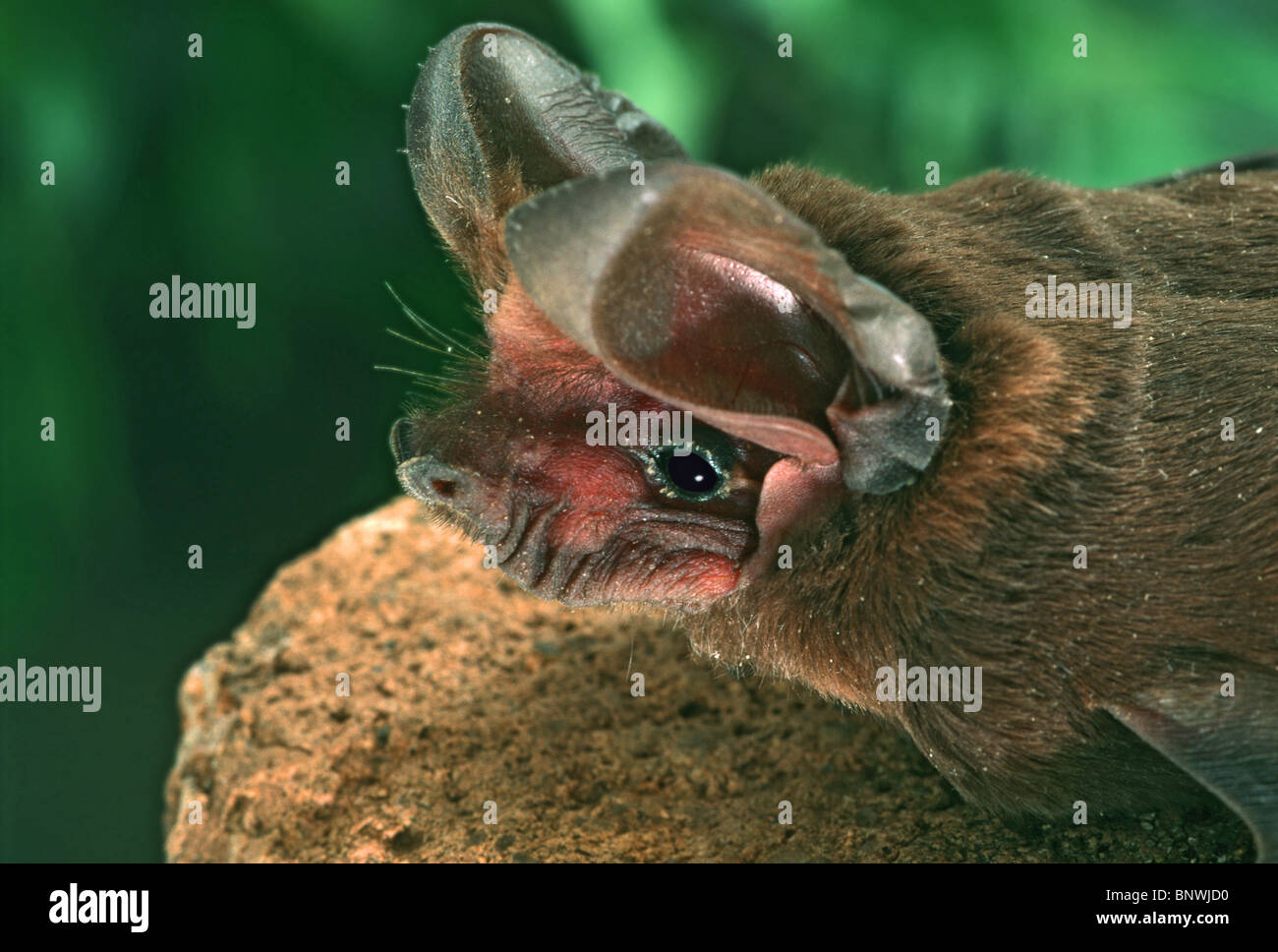 Big Free-tailed Bat Stock Photo - Alamy