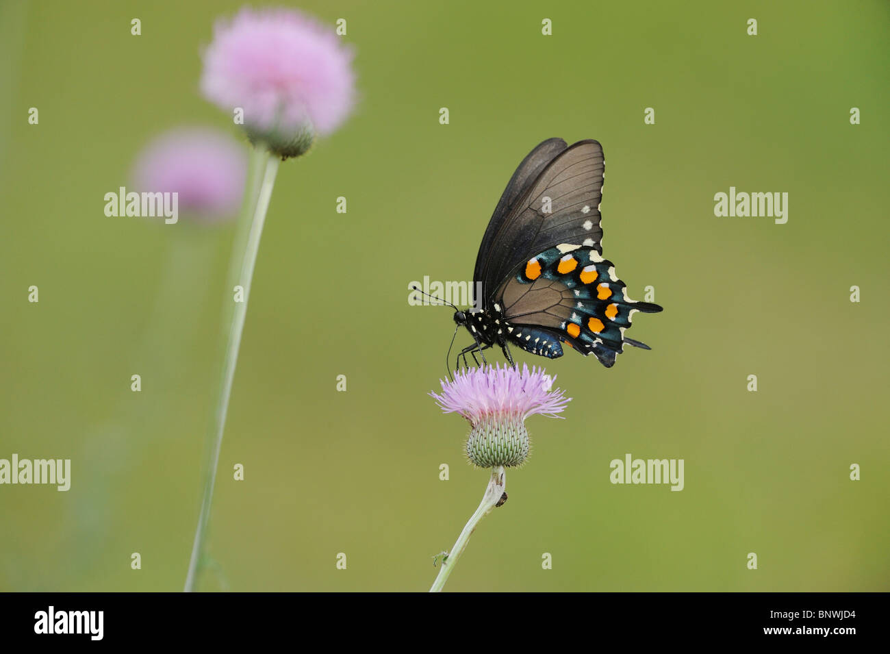 Pipevine Swallowtail (Battus philenor),adult feeding on Texas thistle ...