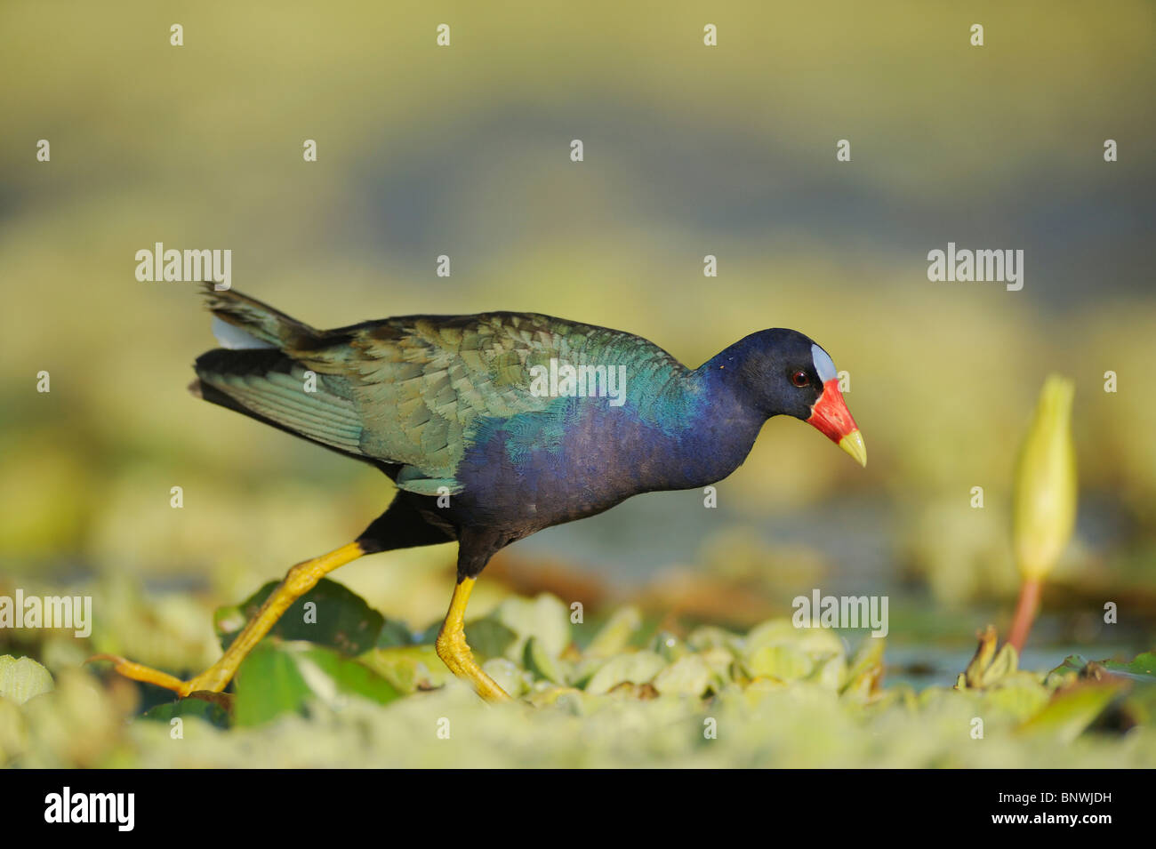 Purple Gallinule (Porphyrula martinica), adult walking on lily pads ...