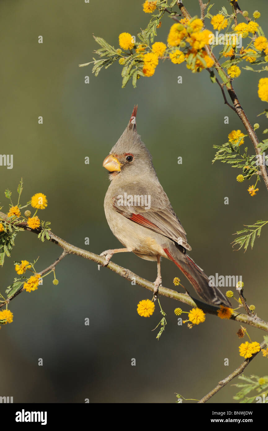Female pyrrhuloxia bird hi-res stock photography and images - Alamy