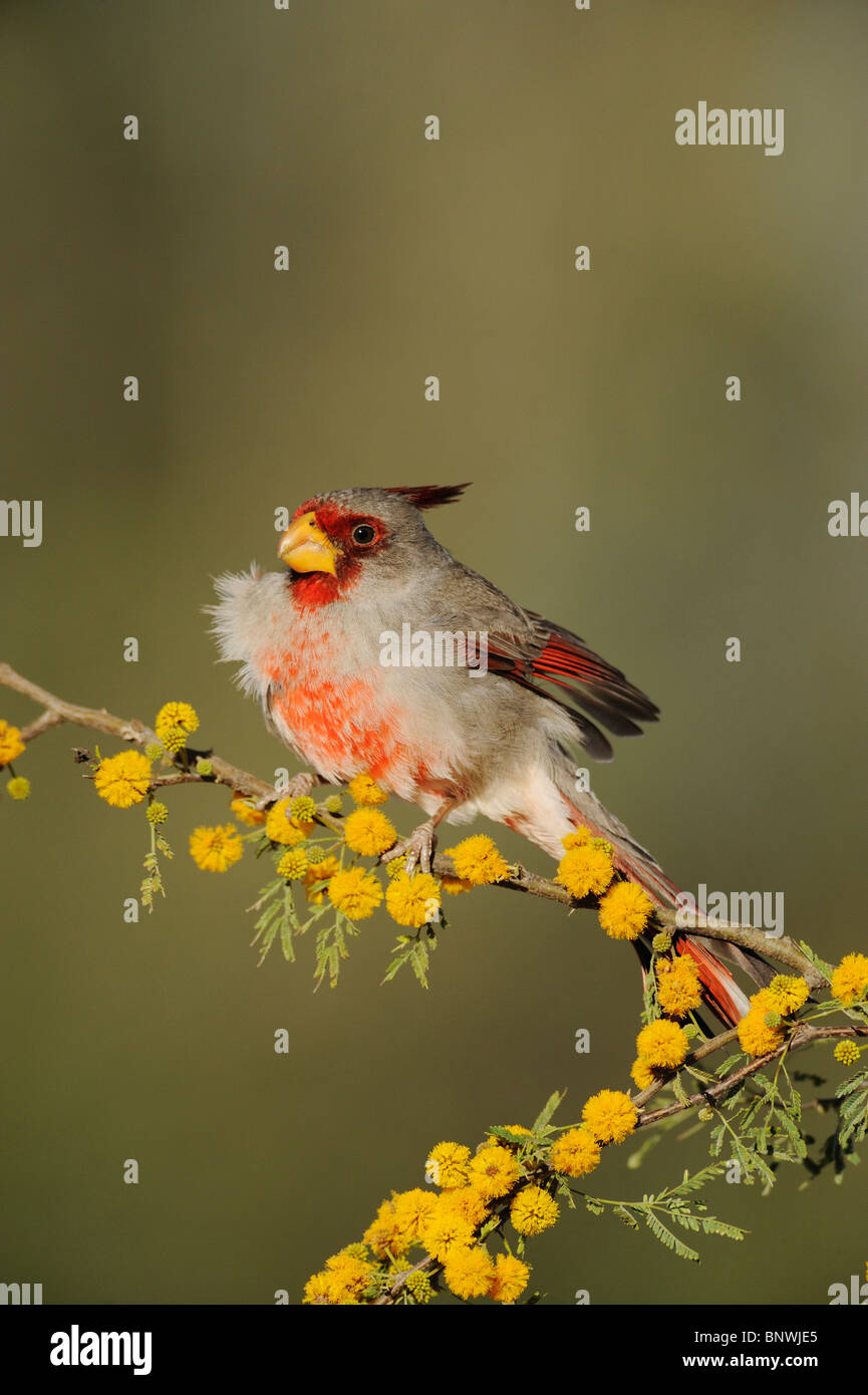 Huisache tree hi-res stock photography and images - Alamy