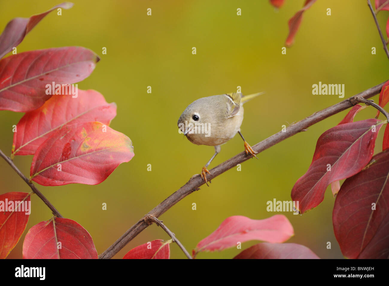 Ruby-crowned Kinglet (Regulus calendula), adult on Crape Myrtle ...