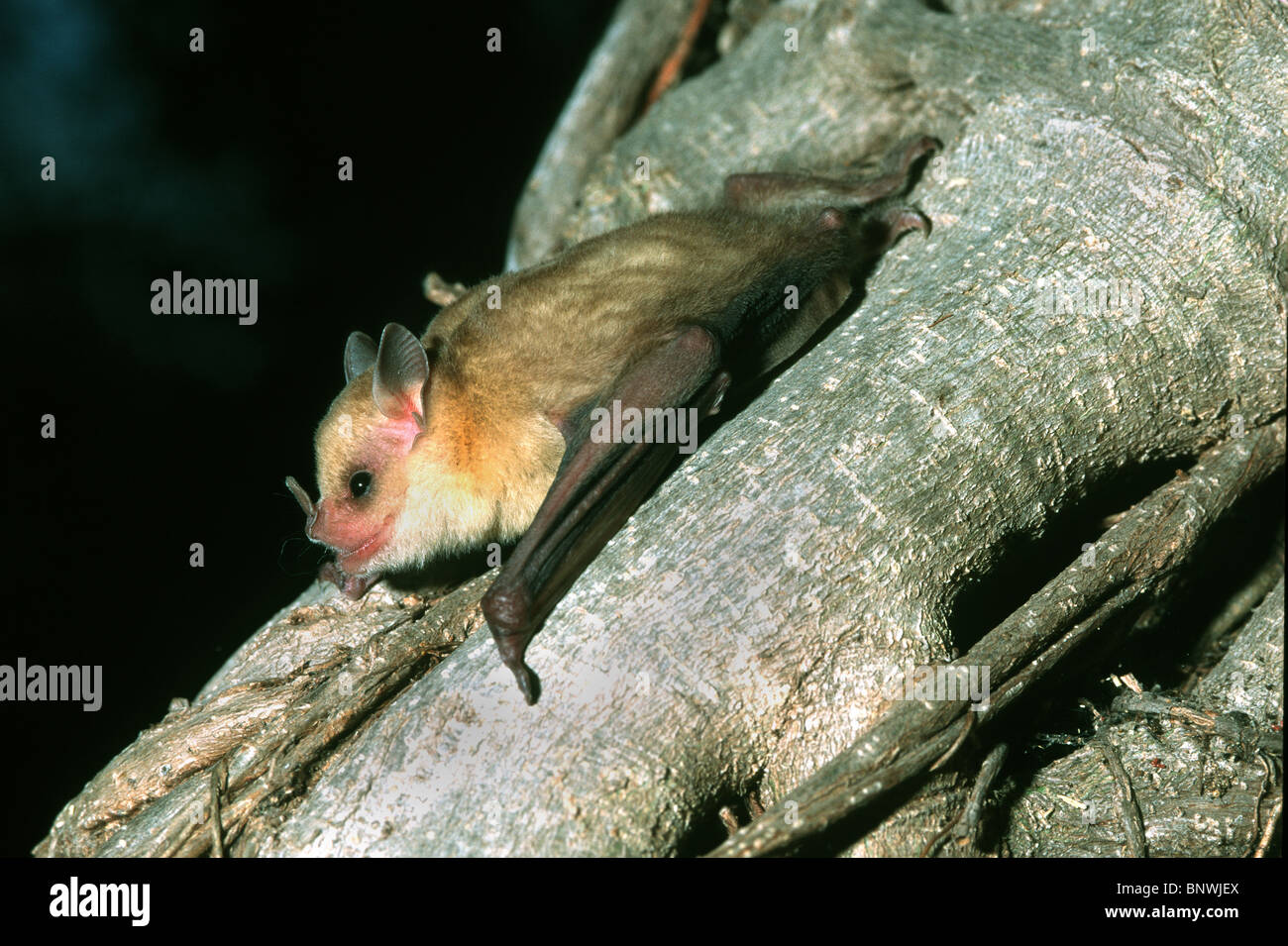 Lily's Yellow-shouldered Bat S Stock Photo - Alamy