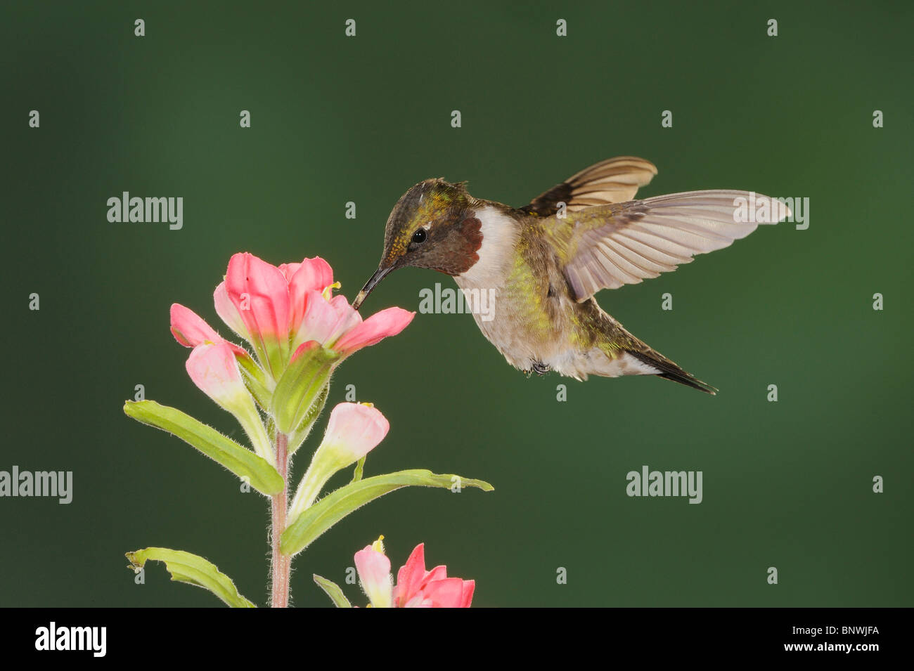 Ruby-throated Hummingbird (Archilochus colubris), male feeding on Texas ...
