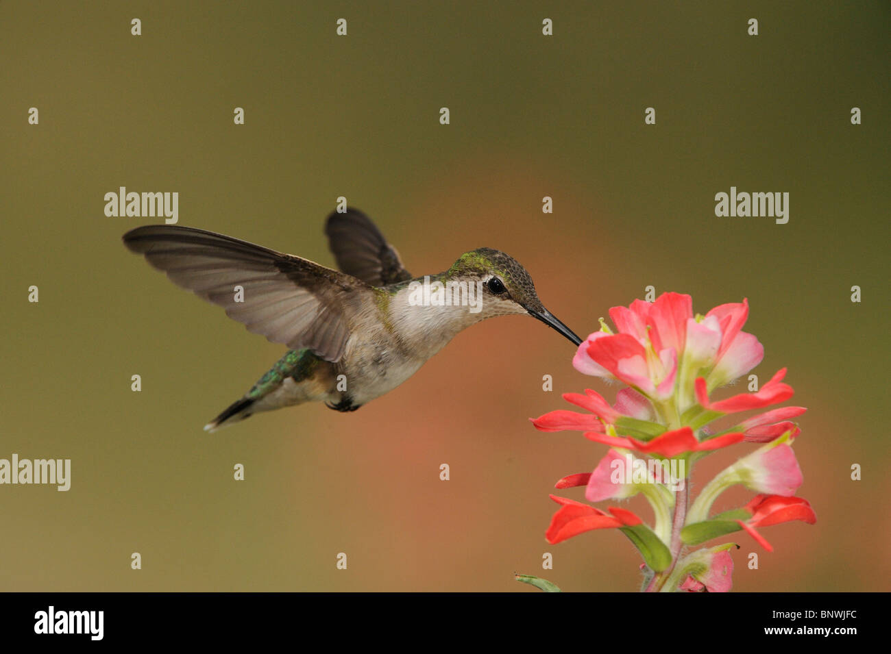 Ruby-throated Hummingbird (Archilochus colubris), female feeding on ...