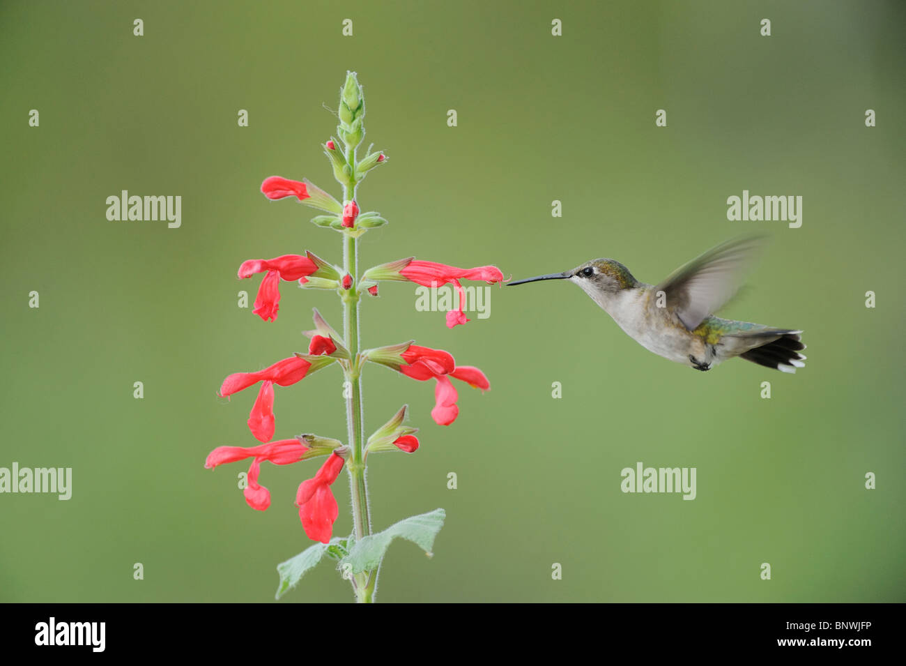 Ruby-throated Hummingbird (Archilochus colubris), female feeding on ...