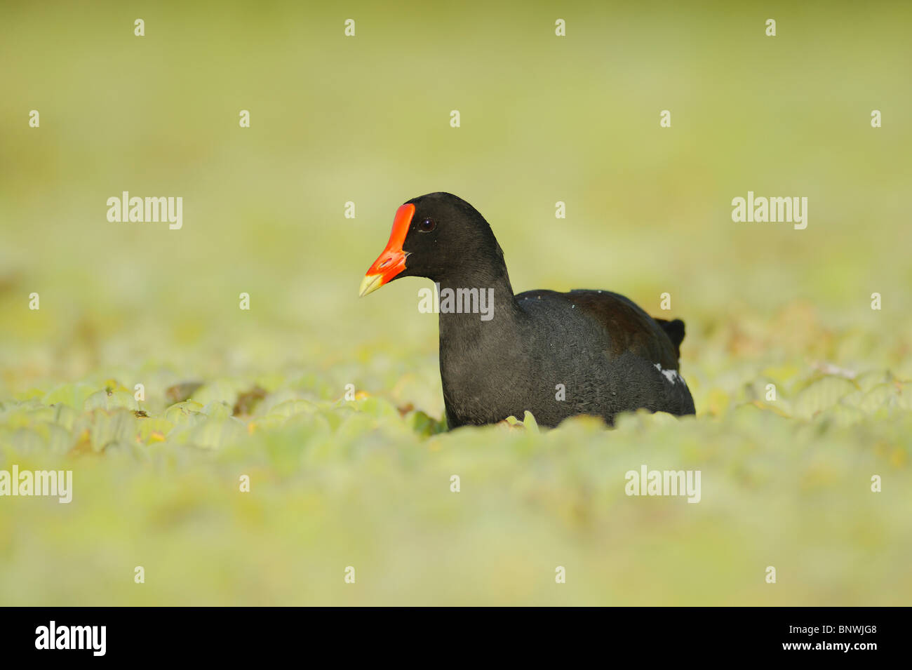 Common Moorhen (Gallinula chloropus), adult on water lettuce, Fennessey ...